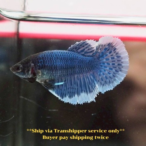 Female Blue Butterfly Halfmoon Live Betta Fish Good for Breeding | eBay