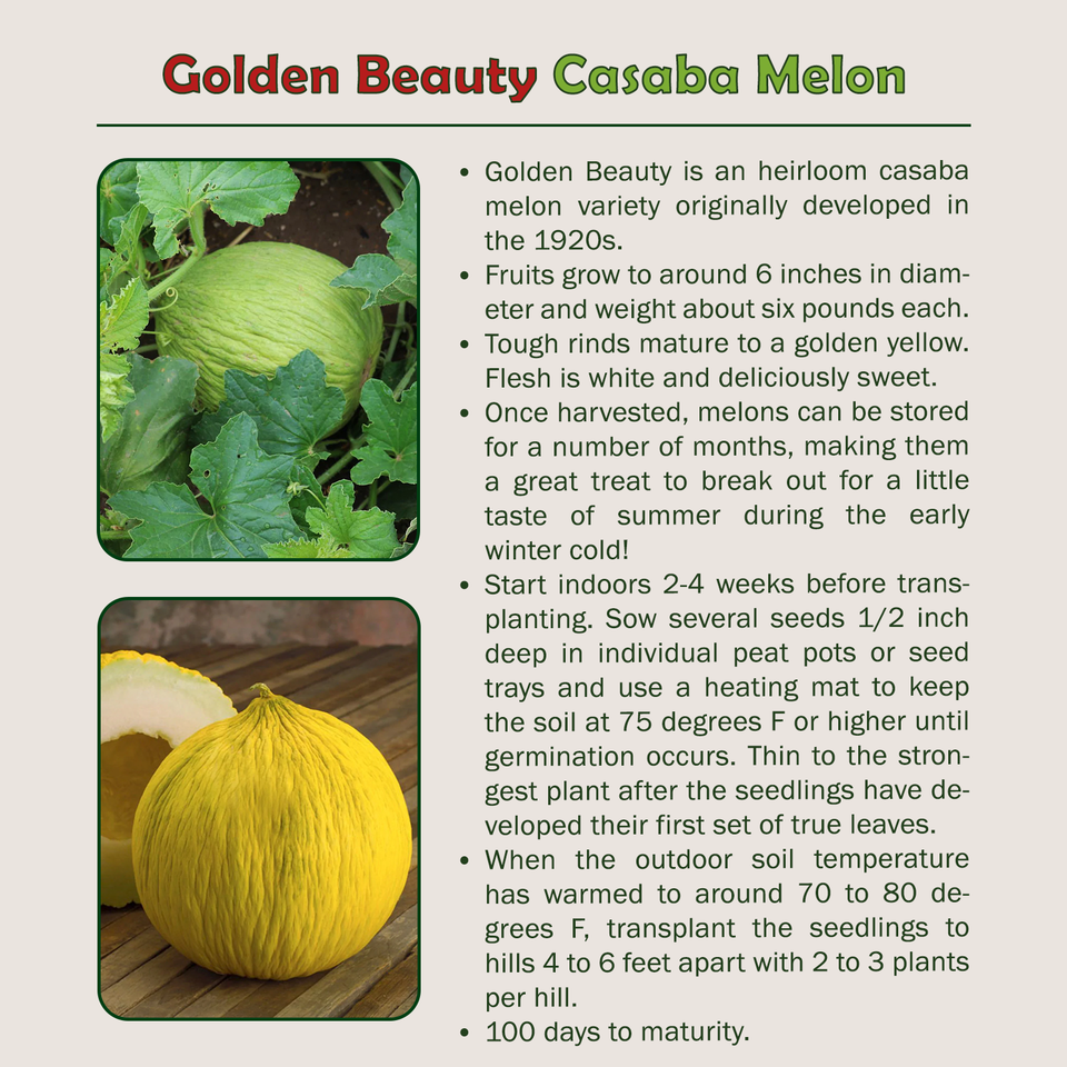 25 Golden Beauty Casaba Melon Seeds, Heirloom, Non-GMO, Genuine USA | eBay