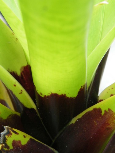BROMELIAD Vriesea vagans - Healthy pup/plan on offer! | eBay Australia
