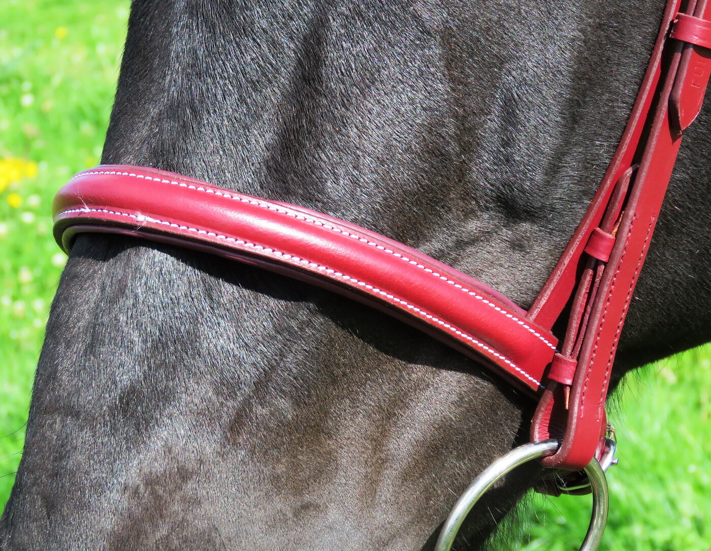 FSS FRENCH CAVESSON Noseband Comfort Padded 2.5cm TWIN BUCKLE White ...