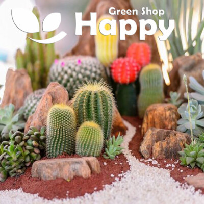 CACTI MIX - Mix of cactus seeds - 0.3 grams - Succulent exotic drought ...