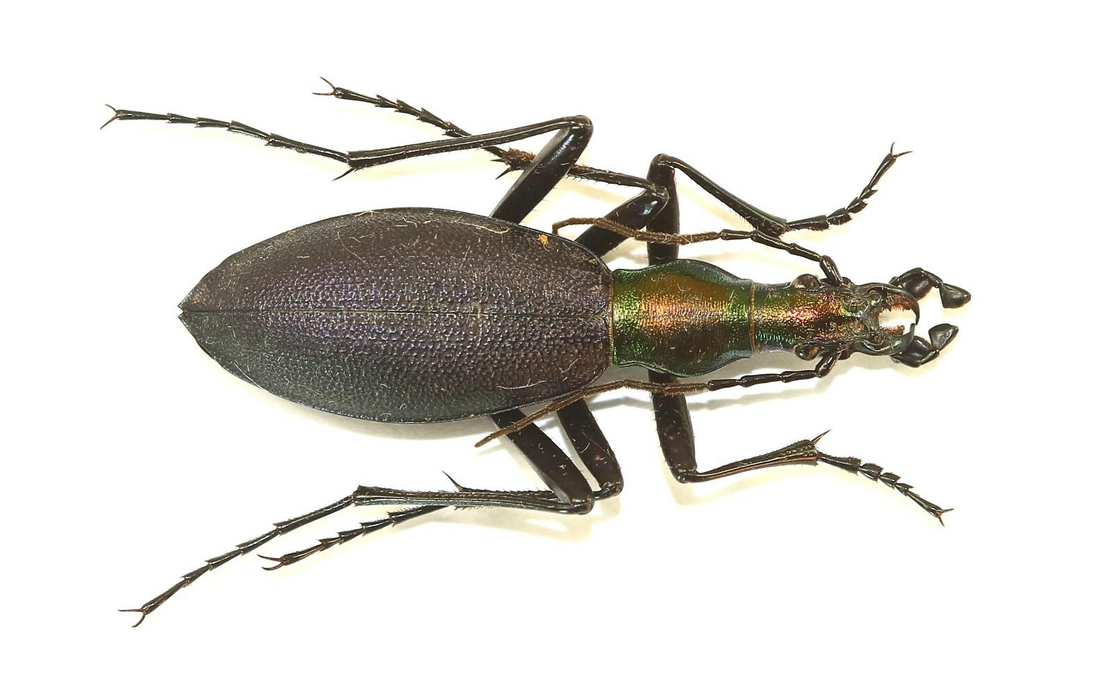 COLEOPTERA, CARABIDAE, DAMASTER BLAPTOIDES RUGIPENNIS from JAPAN | eBay