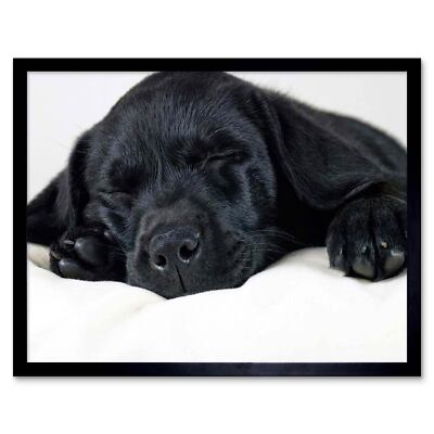Labrador Retriever Black Puppy 12X16 Inch Framed Art Print | eBay