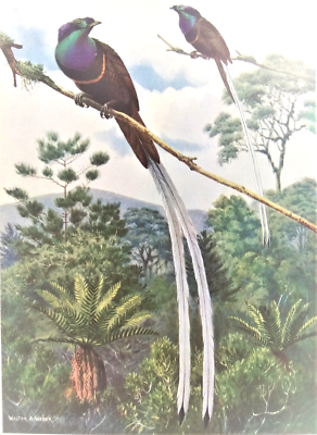 Ribbon Tailed Bird Of Paradise Astrapia Mayeri; Ribbon Tailed