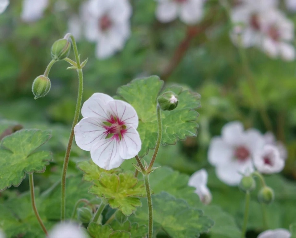GERANIUM 'Coombland White' - Hardy Perennial Plant - ex 9cm (P9) Pot ...