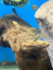 Convict Fish Breeding Made Easy for the new hobbyist