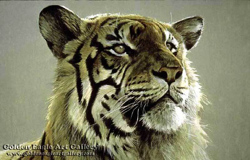 Tiger Portrait - Robert Bateman - Ltd Edition | eBay