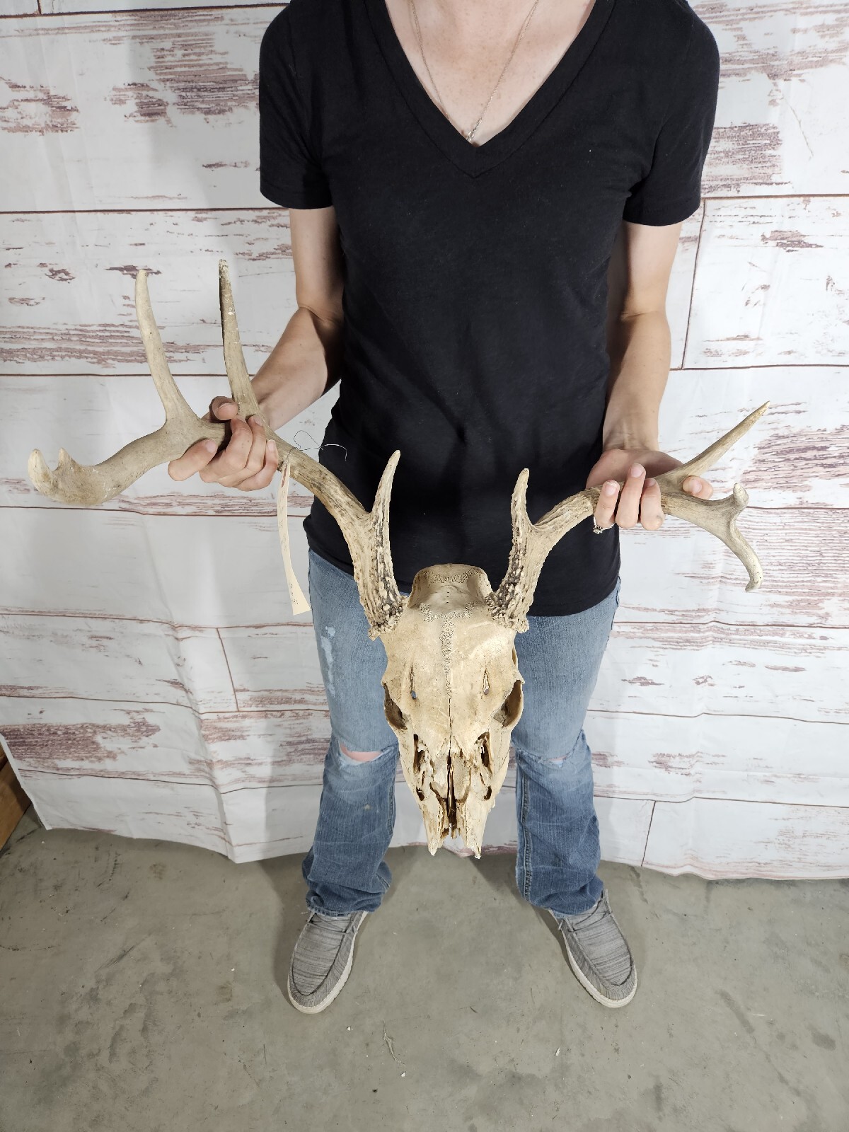 Wild 8 Point Whitetail Deer Antler Rack Horn Sheds Taxidermy Droptine ...