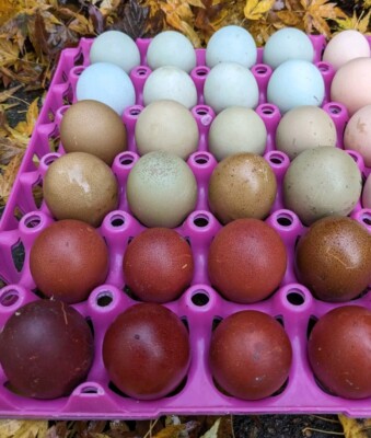12 Rainbow Hatching Eggs Chicken Green, Easter, Olive, Dark Eggers | eBay