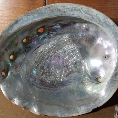 8 Inch Abalone Shell Nice Color | eBay