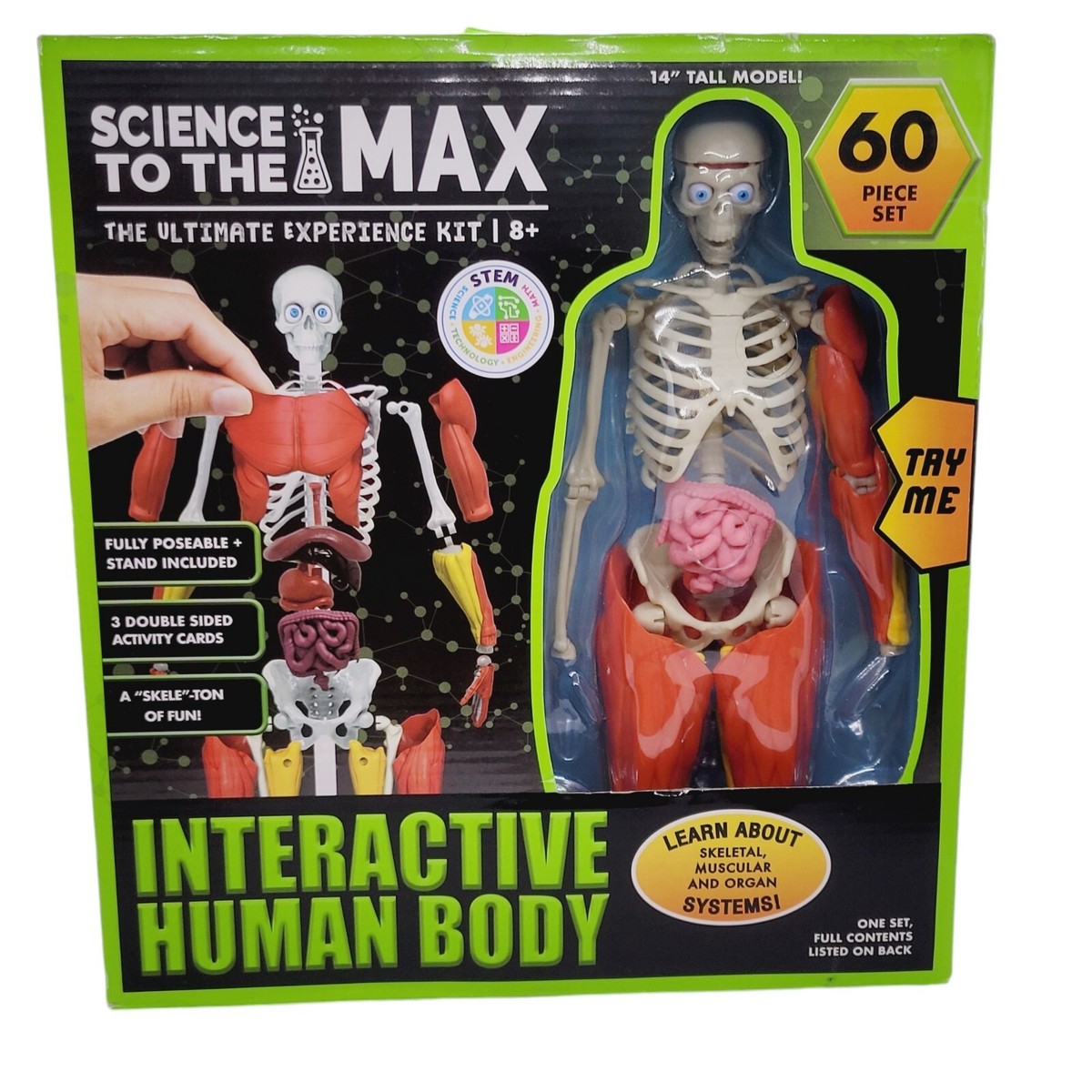 The Anatomy Of The Body