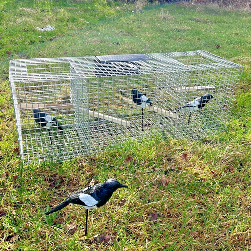 Larsen trap double top entry capture cage CROW magpie larson TrapMan ...