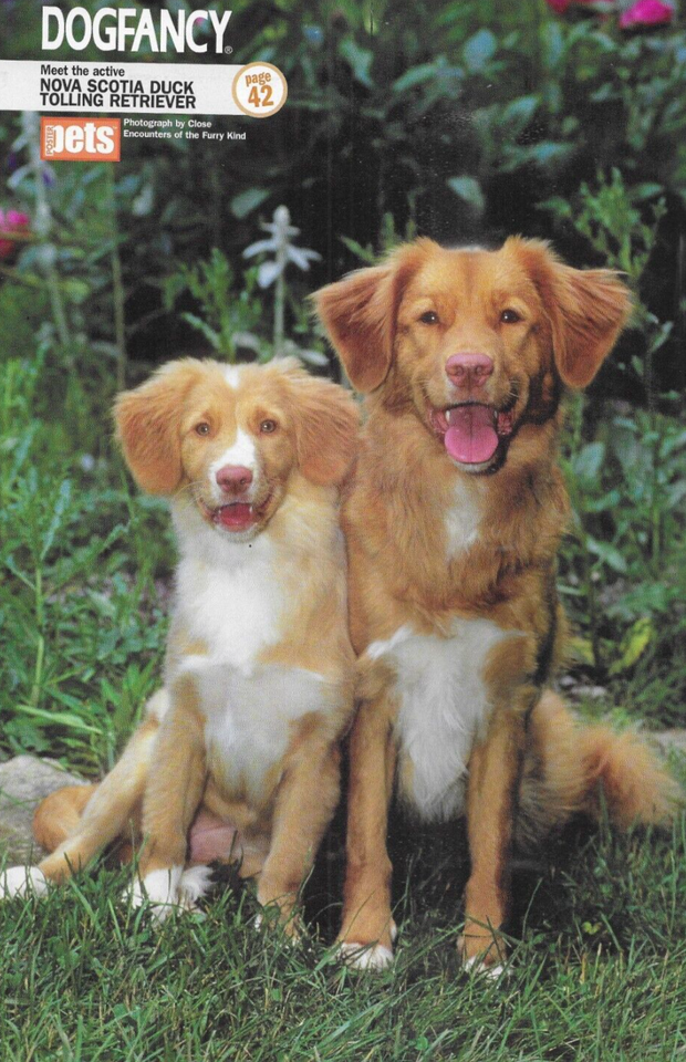 Dog Fancy Magazine Bo Puppy Training Summer Fun Ideas Home Repair ...