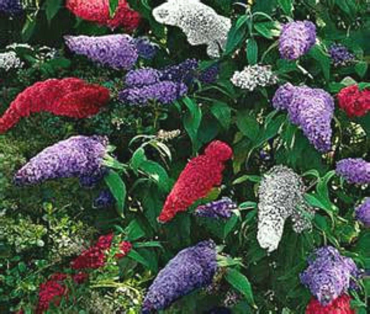 Multicolor Butterfly Bush