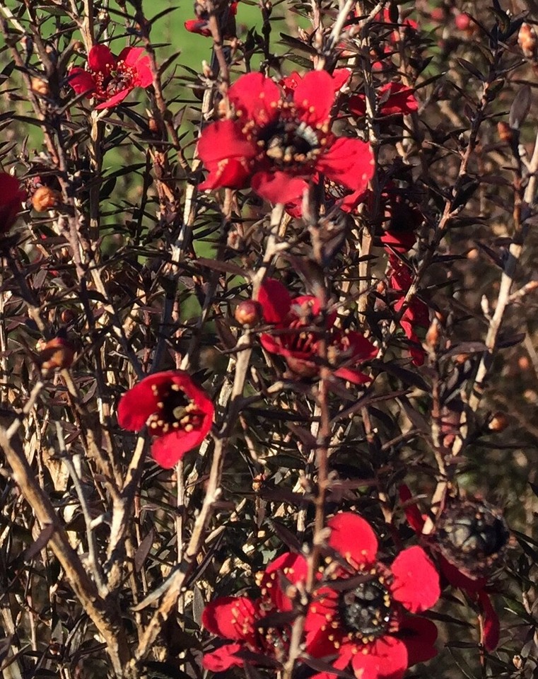 Red Manuka - 500 seeds - Leptospermum scoparium - from New Zealand | eBay