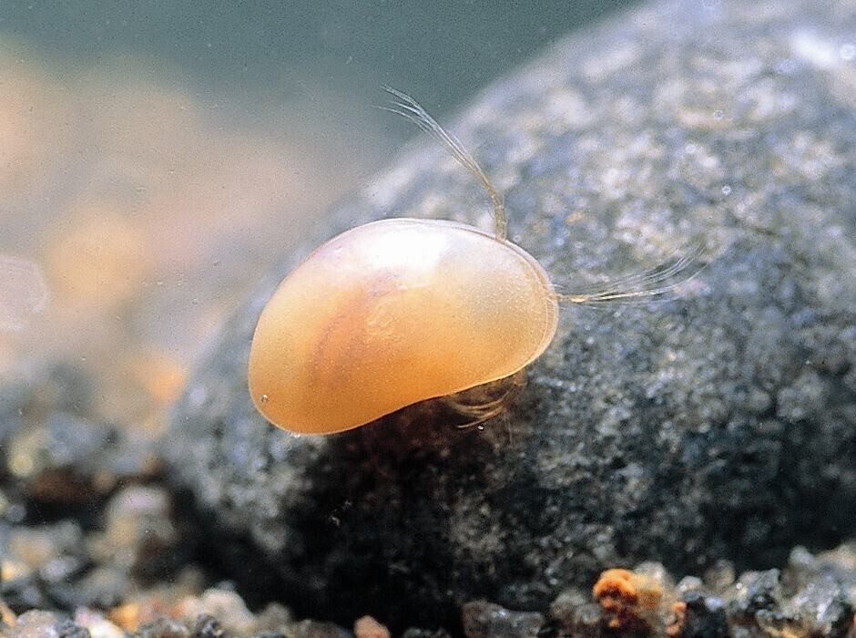 Ostracods In Fish Tank