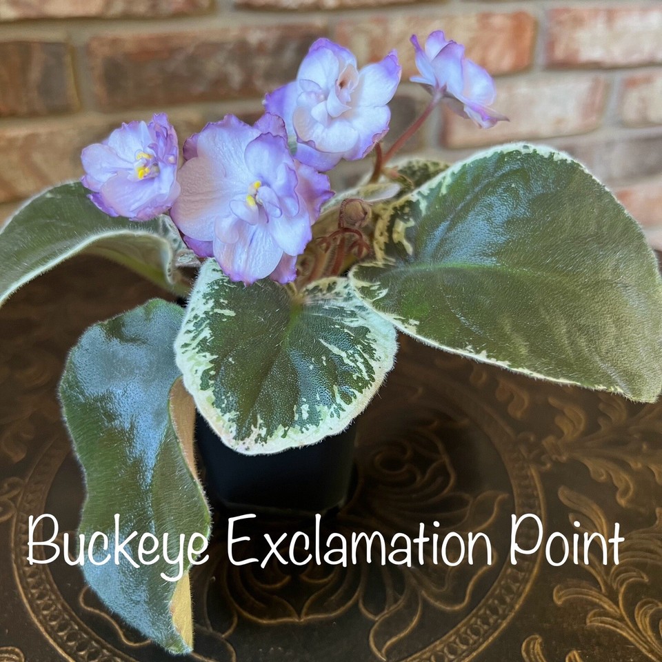 African Violet Buckeye Exclamation Point | eBay