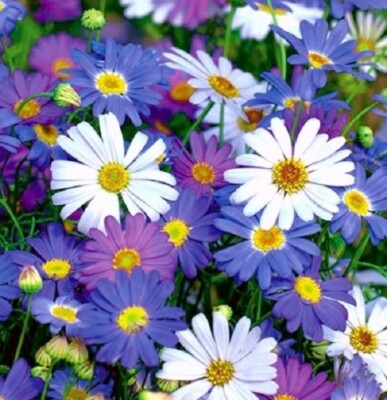 F0878 SWAN RIVER DAISY MIX Brachyscome Splendour x100 seeds Blue Pink ...