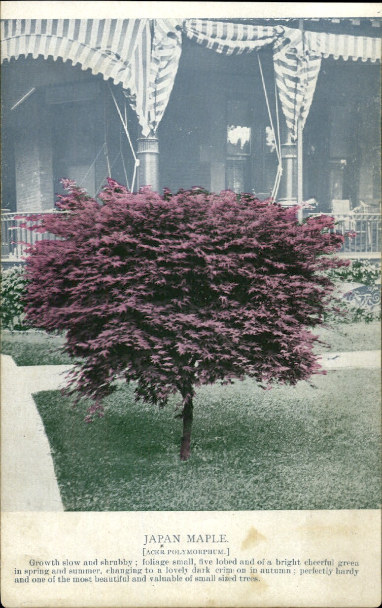 1880s COLOR BOTANICAL PRINT Japan Maple Acer Polymorphum Tree | eBay