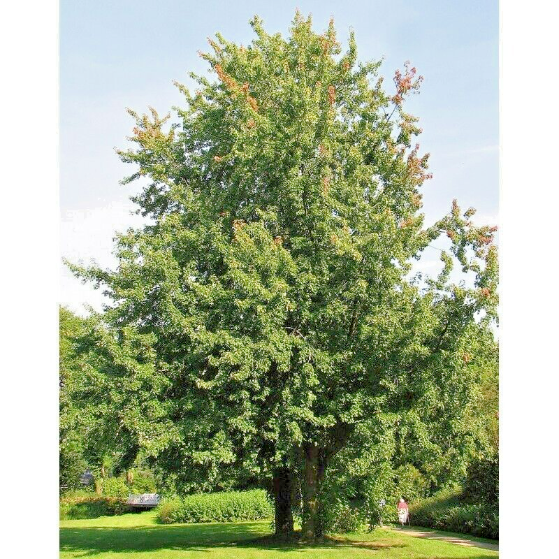 15 CUT LEAF SILVER MAPLE SEEEDS - Acer saccharinum Laciniatum | eBay UK