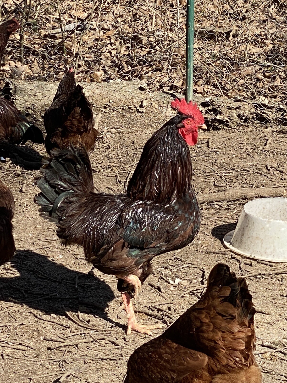 12 Rhode Island Reds Heritage Hatching Eggs | eBay