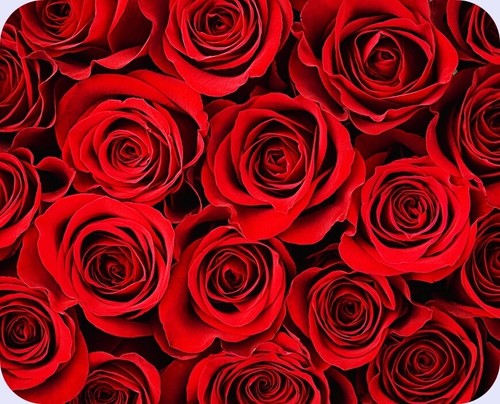 Red Roses Flower Print Computer / Laptop Mouse Pad | eBay