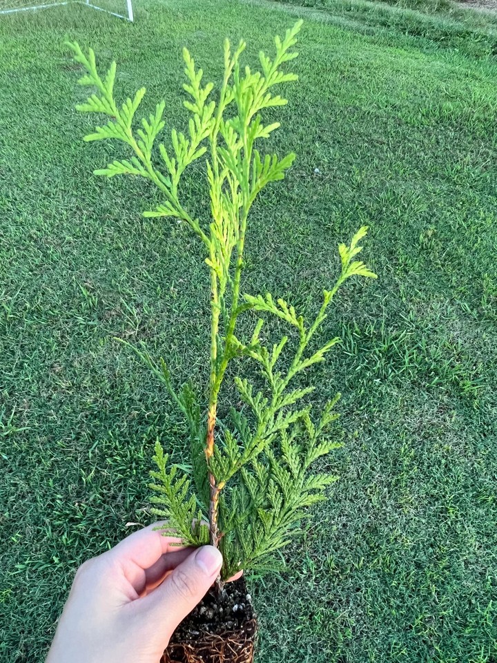 25pack - Green Giant Arborvitae Thuja Plicata Plant Privacy Tree ...