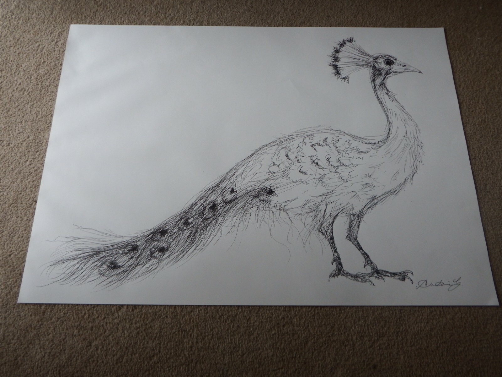 Large A1 pen & ink drawing of a peacock on ivory white smooth cartridge ...