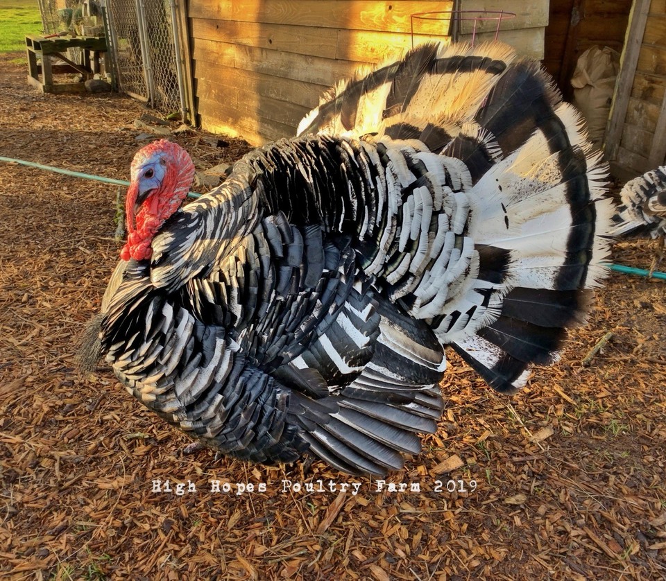 Mottled Black Heritage Turkey Hatching Eggs (14) | eBay