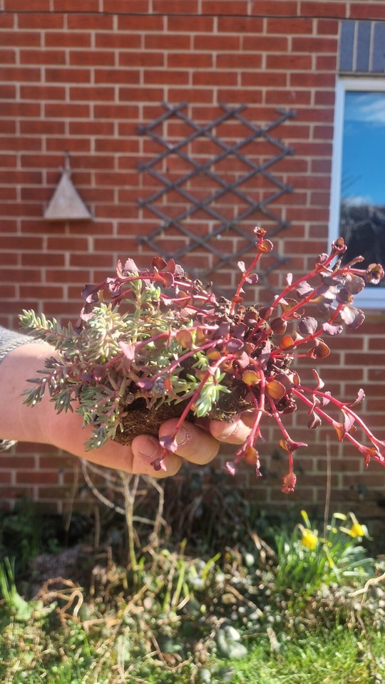 20 Sedum cuttings mixed variety pack alpine rockery flowering hardy ...