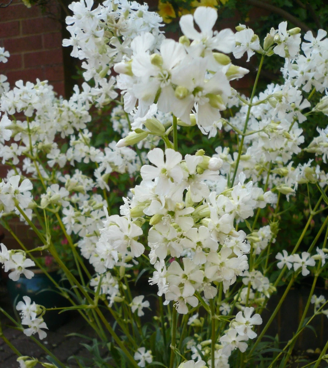 Lychnis Viscaria