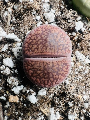 lithop live stone pink/red 2.3 cm rare rooted | eBay
