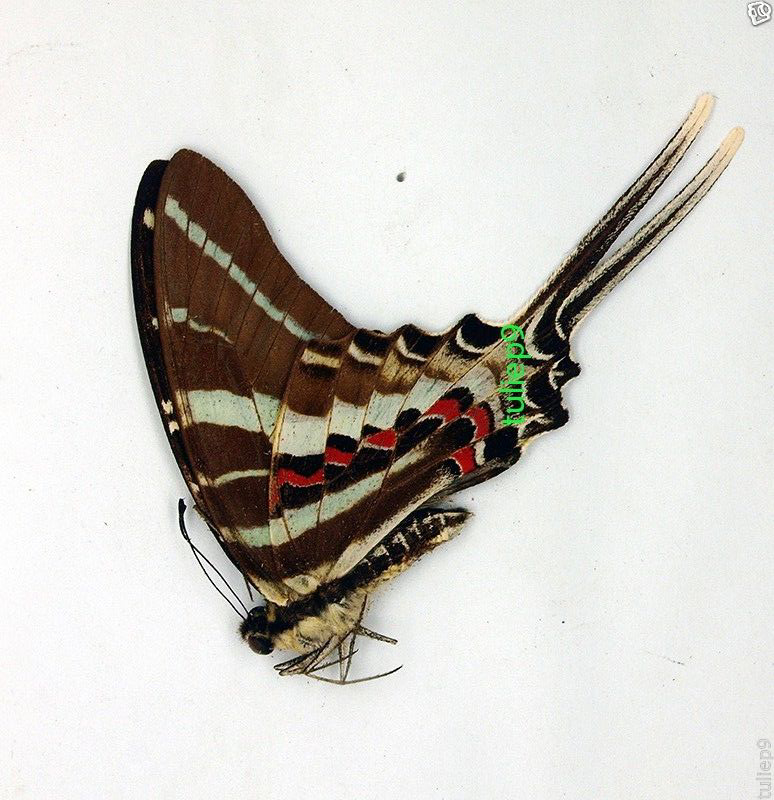 Papilionidae - Graphium rhesus rhesus (m) - Buton Island, Sumatra ...