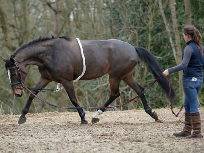 Mark Todd Lunging Aid Soft German Cotton Lunge Rope Harry Helps Stretch ...