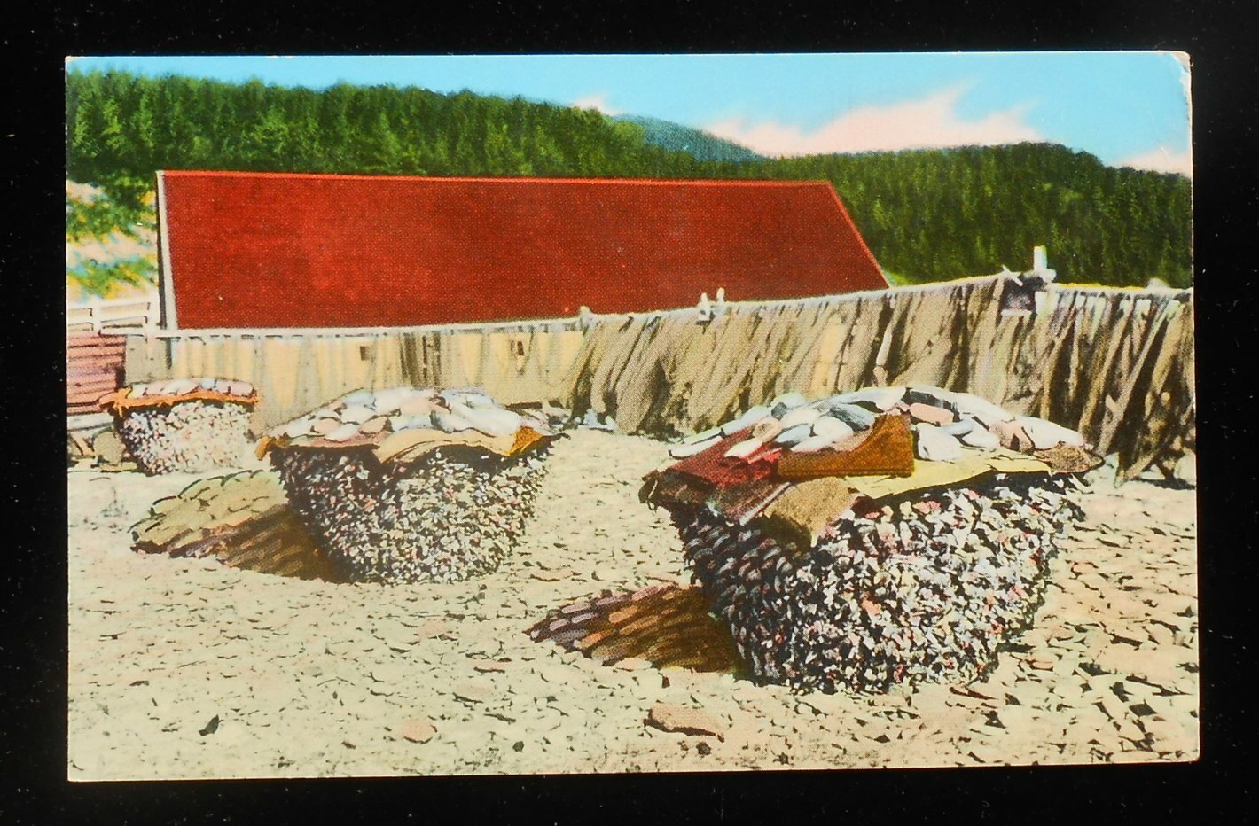 1950s Cod Fish Pressing on the Beach Grand Etang QC Canada La Côte-de ...