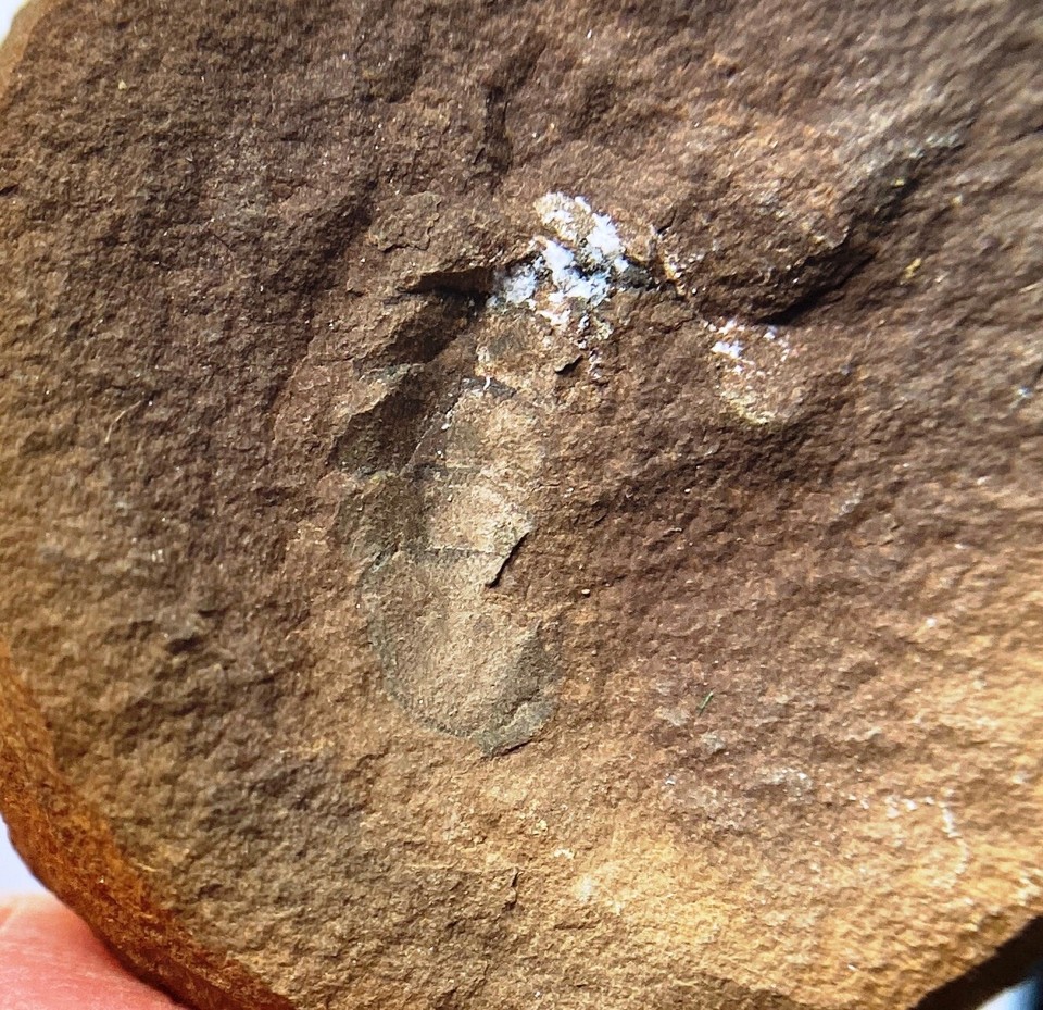 Fossil Chiton - Mazon Creek - both sides nodule - Illinois ...