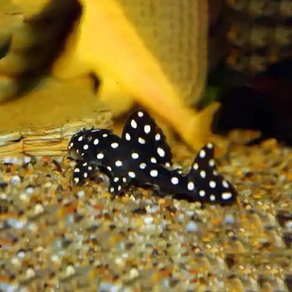 L471 Mini Snowball Pleco Live Fish High Quality Aquarium Fish USA ...