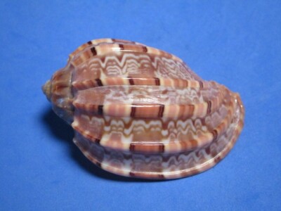 Harpa conoidalis (Lamarck,1822) "INDONESIA VARIANT" (67.5mm) | eBay