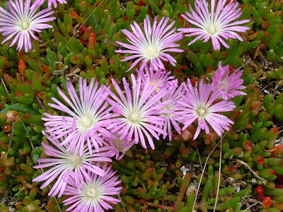 Disphyma crassifolium - Jelly Beans 20 seeds | eBay Australia