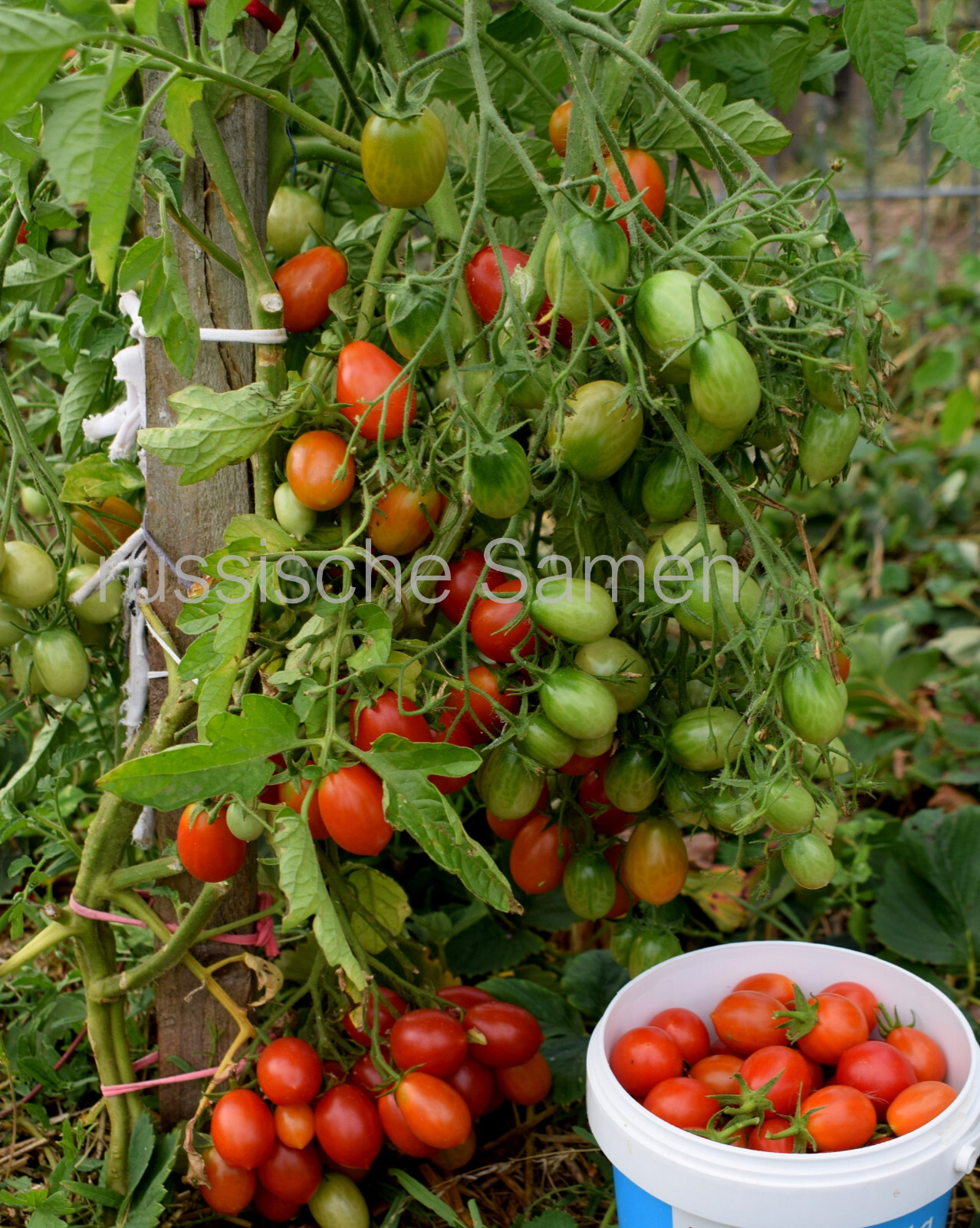 Tomaten Cherry " Reverend Michael keyes ", große Trauben, Multiflora ...