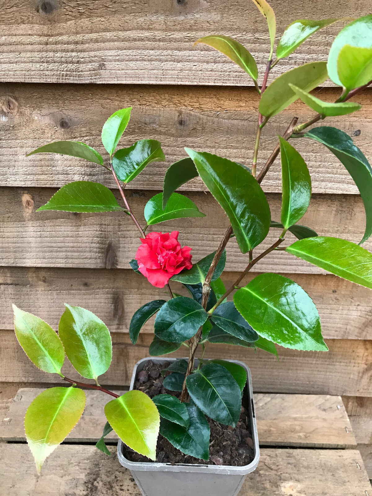Camellia Ruby Wedding | 2 Litre Pot | Great anniversary gift for plant lovers | eBay UK