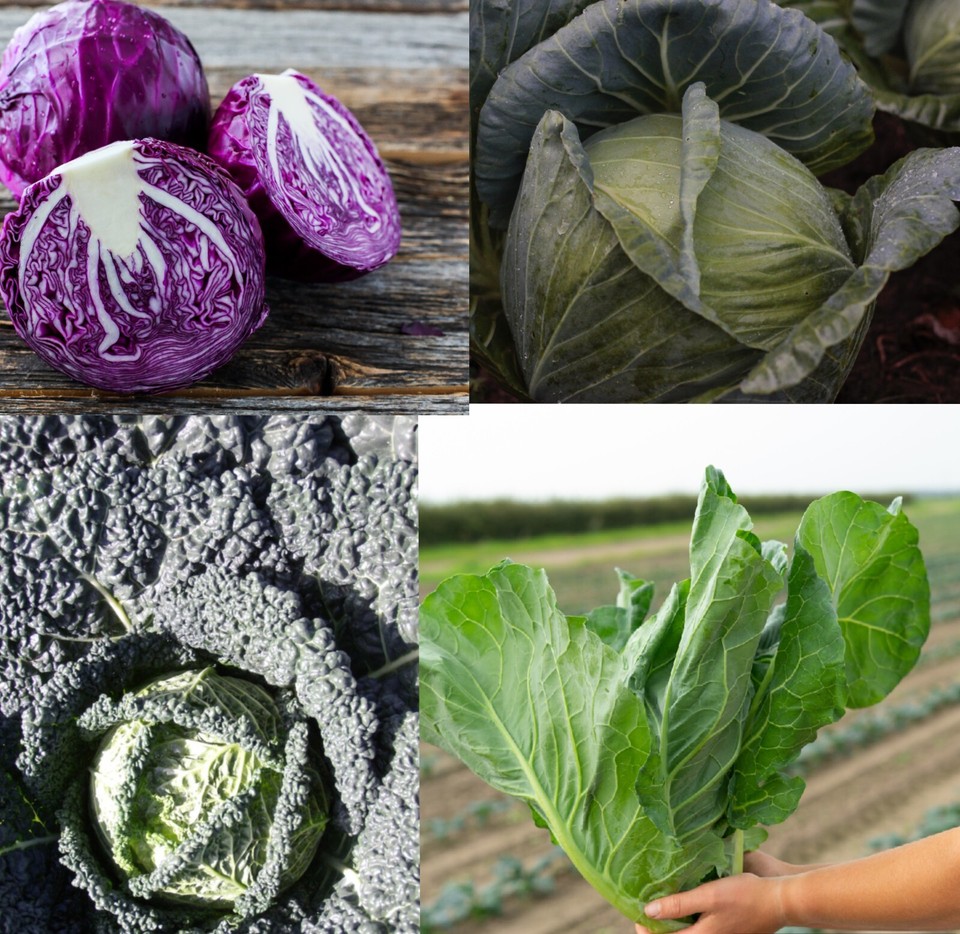 Mixed Pack Cabbage Plug Plants "Grow Your Own" Vegetables 'Ready to ...