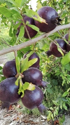 Big Black Pomegranate (Punica granatum) (Granada) Live Fruit Tree (2ft ...