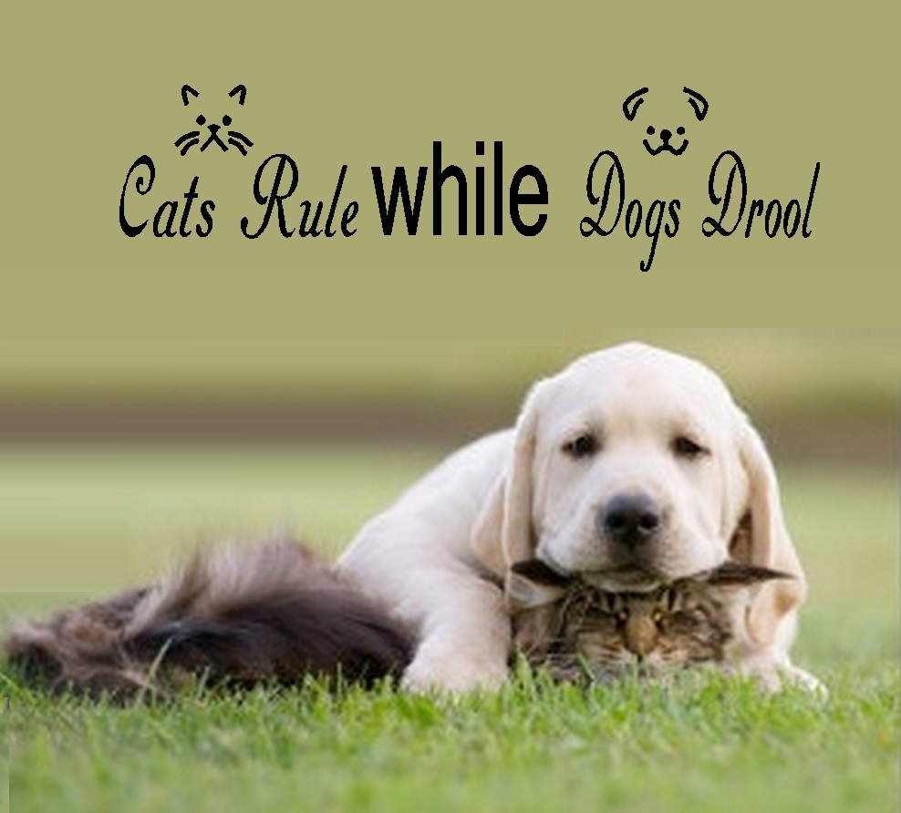 Cats Rule while Dogs Drool or Dogs Drool while Cats Rule - Pets, Wall ...