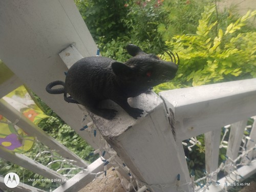 rubber rat halloween near 6 inches | eBay