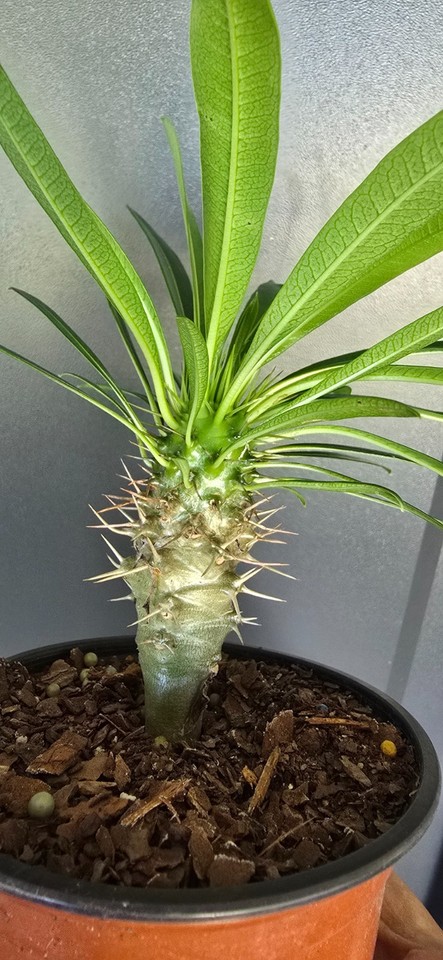 Pachypodium lamerei 'Madagascar Palm' [Seedling Plant] - thickened base ...