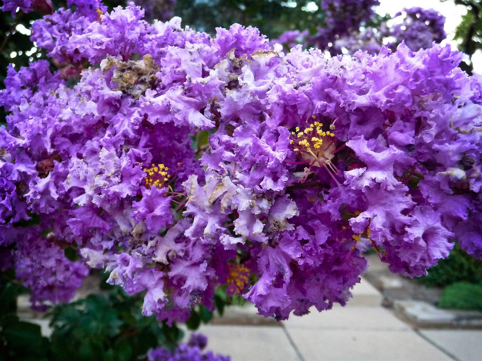 35 PURPLE CREPE MYRTLE Crape Tree Shrub Lagerstroemia Indica Flower ...