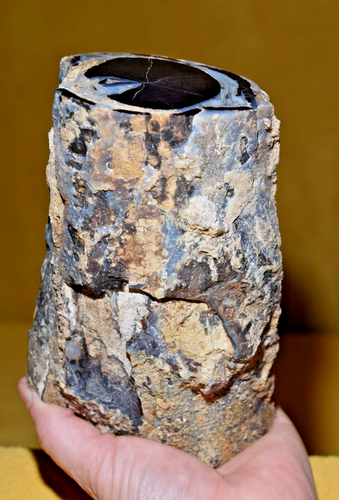 Two Faces Polished Petrified Agatized Wood Tree Trunk W Branch 3Lbs ...