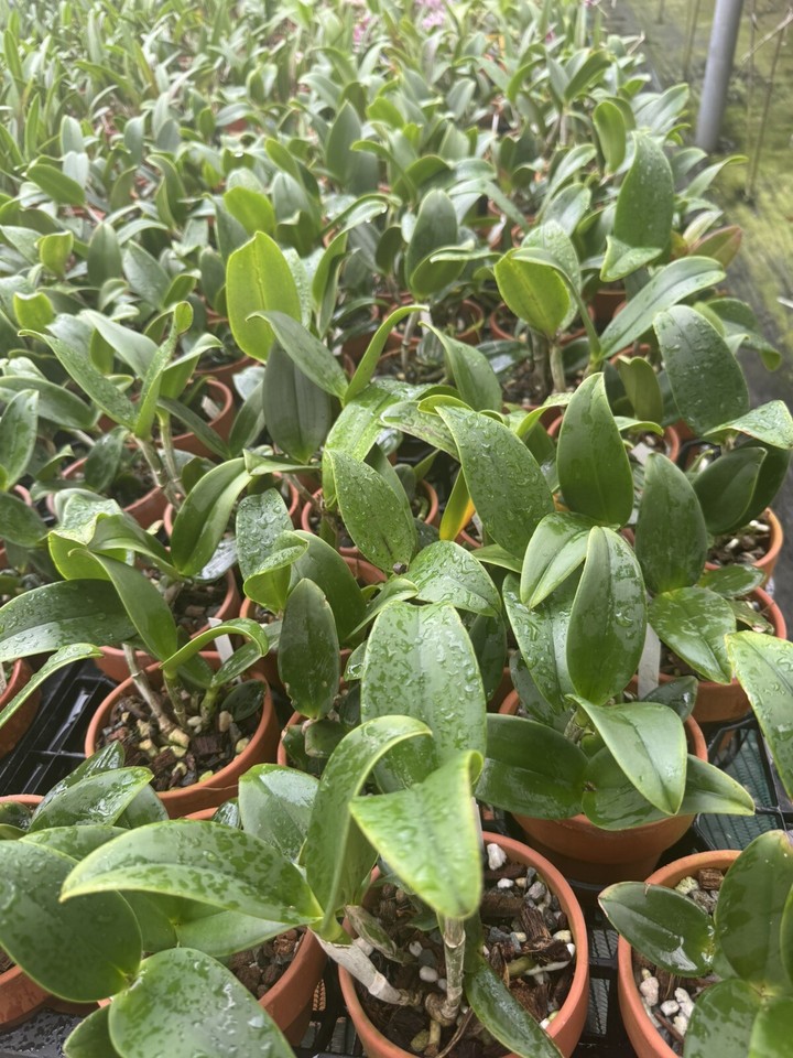 Rhyncholaeliocattleya Yuan Dung Python “Passion Fruit” Orchid plant BS ...