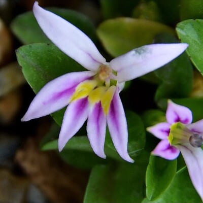 Lobelia Oligophylla Plug Plants Hypsela Ground Cover Alpine Flowers ...